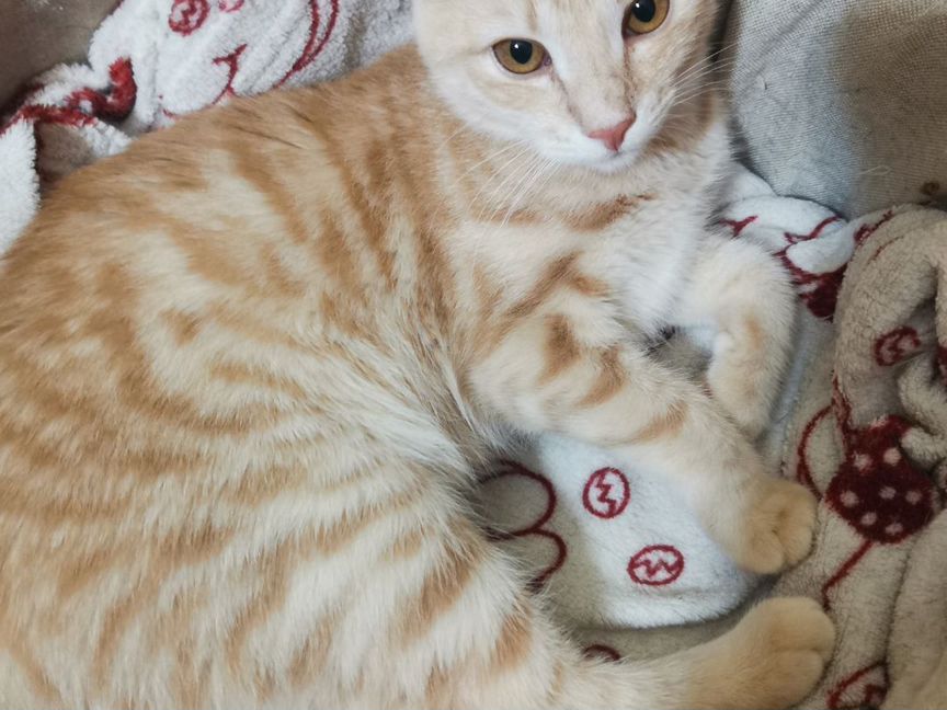 Персиковый нежный котёнок подросток