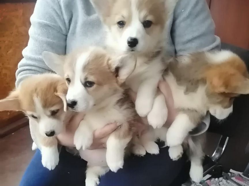 Вельш-корги пемброк щенки