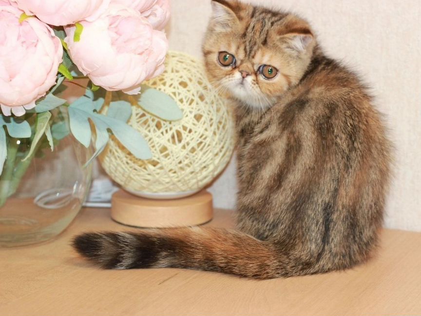 Экзотические котята