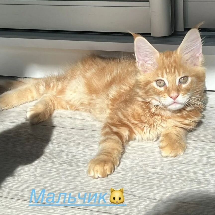 Мейн-кун котёнок