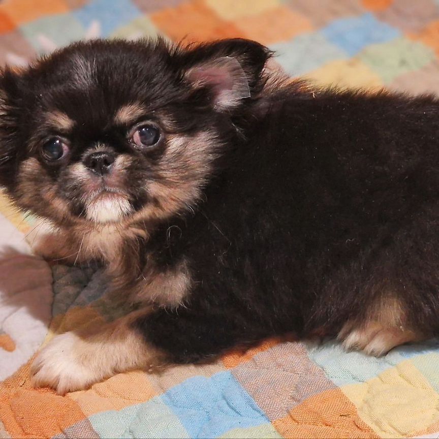 Чихуахуа мальчик