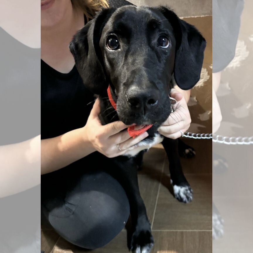 Лабрадор-ретривер, щенок