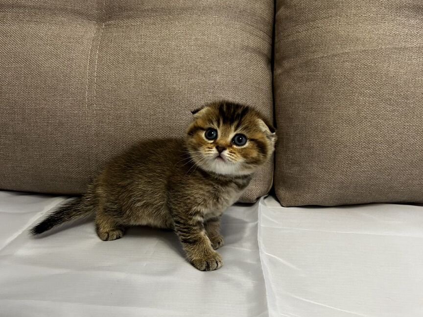 Шотландские котята девочки