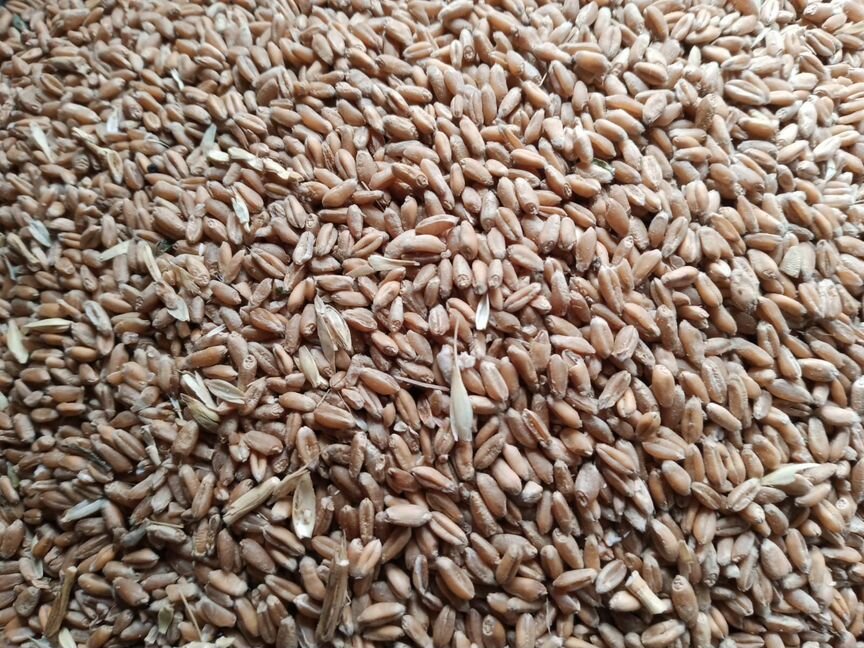 Продам кормовую пшеницу в зернах