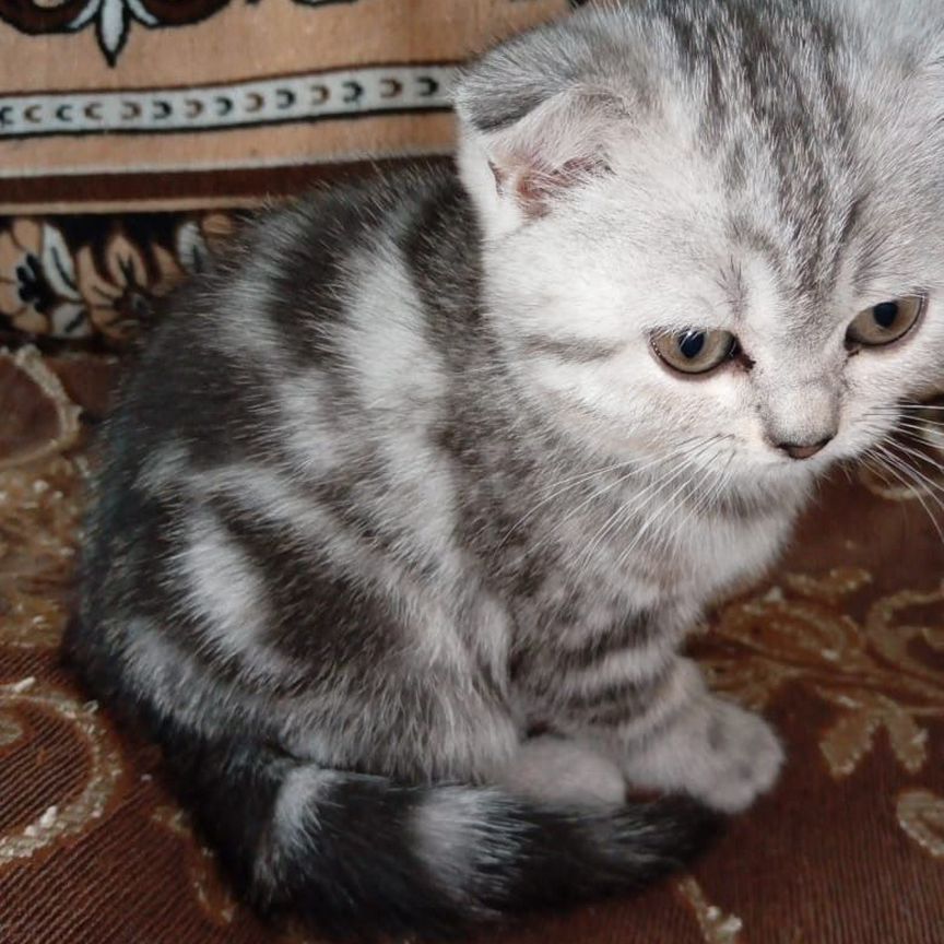 Шотландская вислоухая кошка