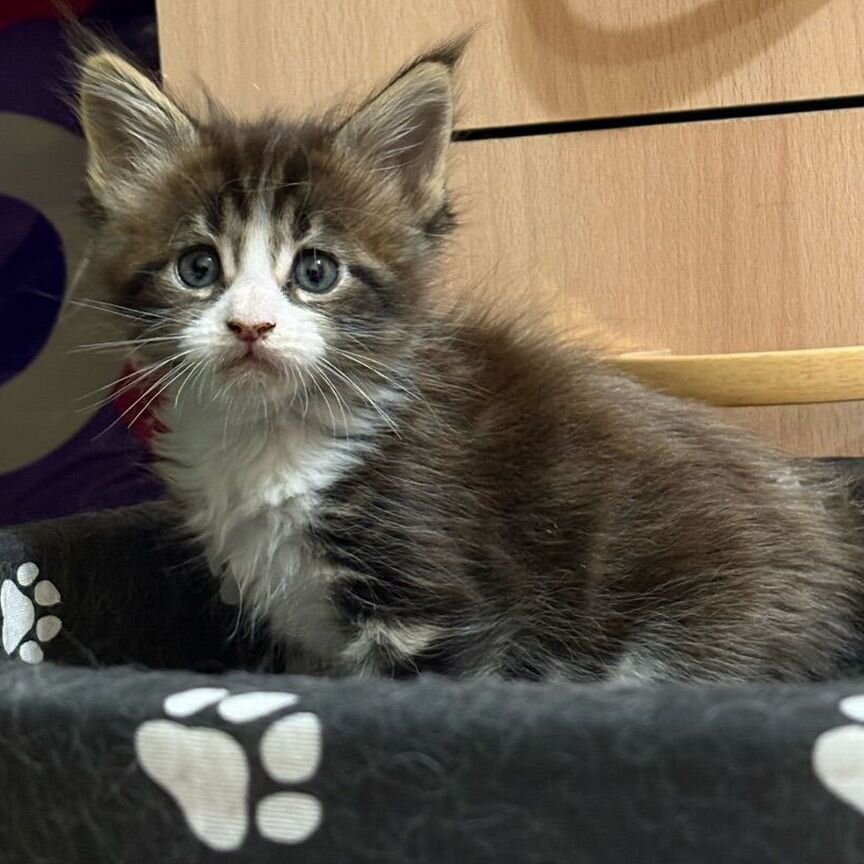 Мейн-кун котёнок