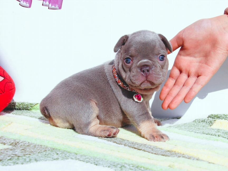 Французский бульдог