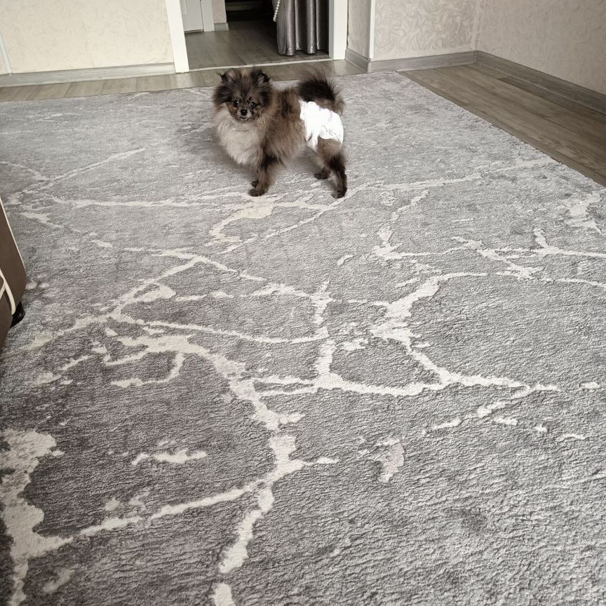 Померанский шпиц мини девочка