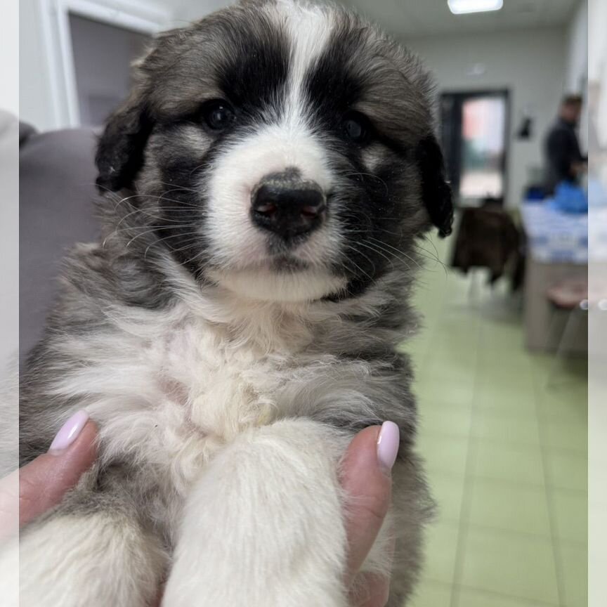 Щенок в добрые руки