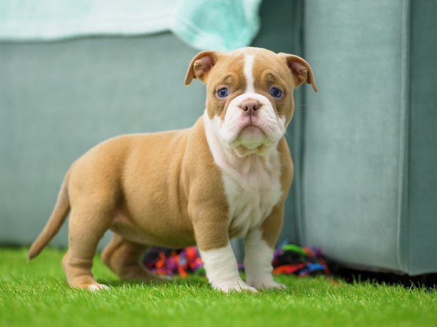 Американский Булли уникальная невероятная девочка