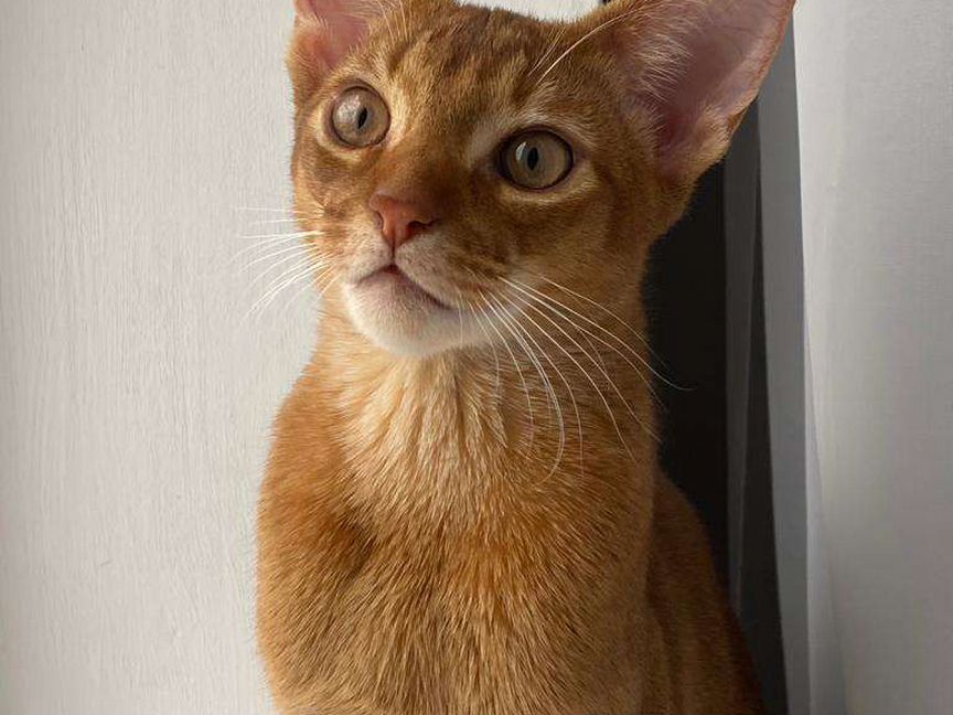 Абиссинский кот вязка