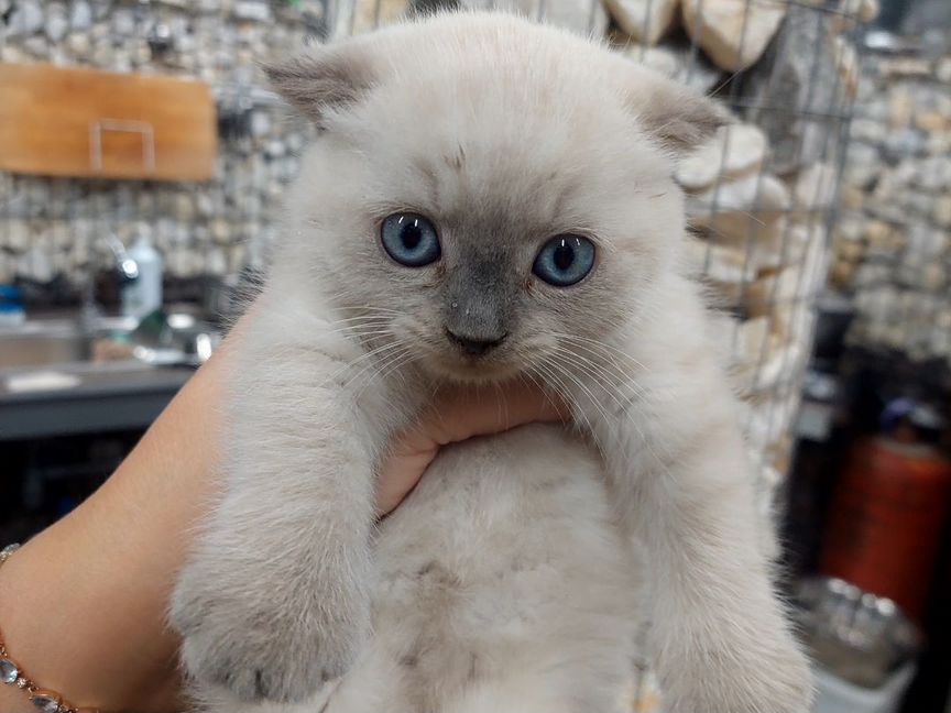 Британские вислоухие котята