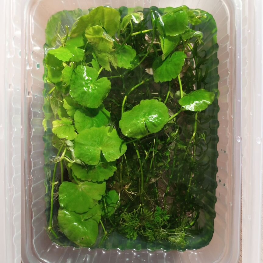 Аквариумные растения