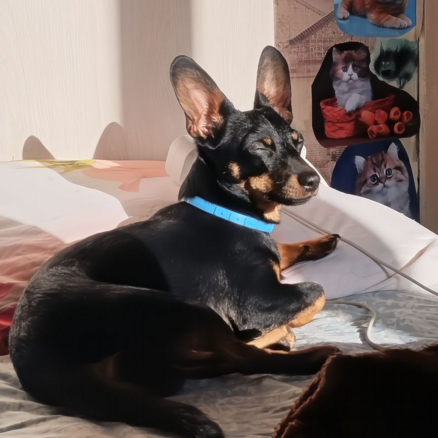 Такса, взрослый пёс