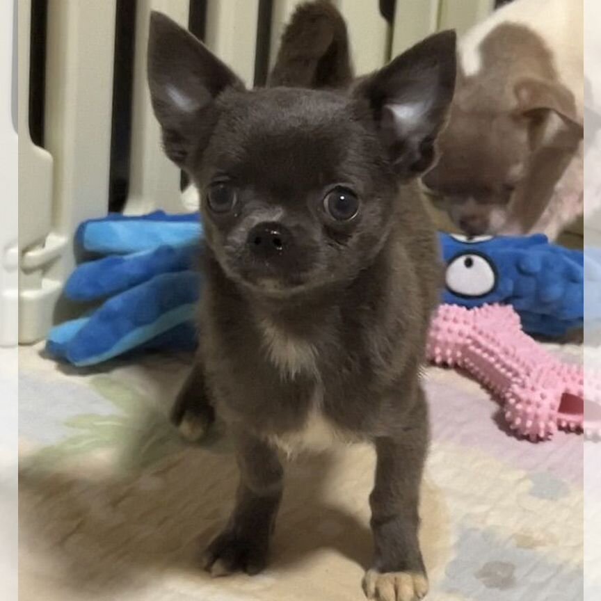 Чихуахуа, щенок