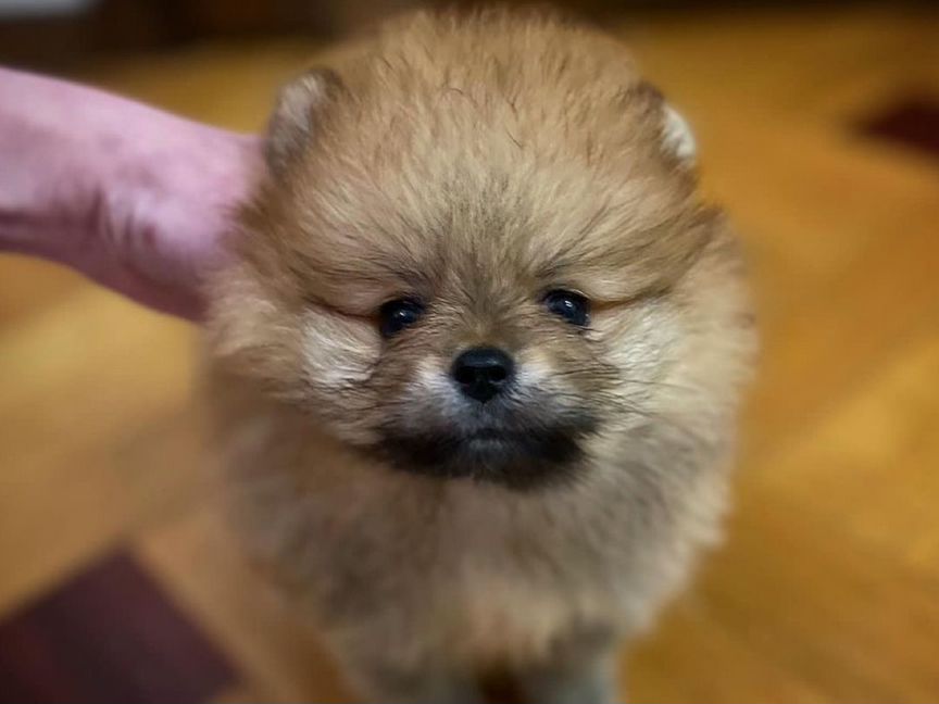 Шпиц померанка крови Амер