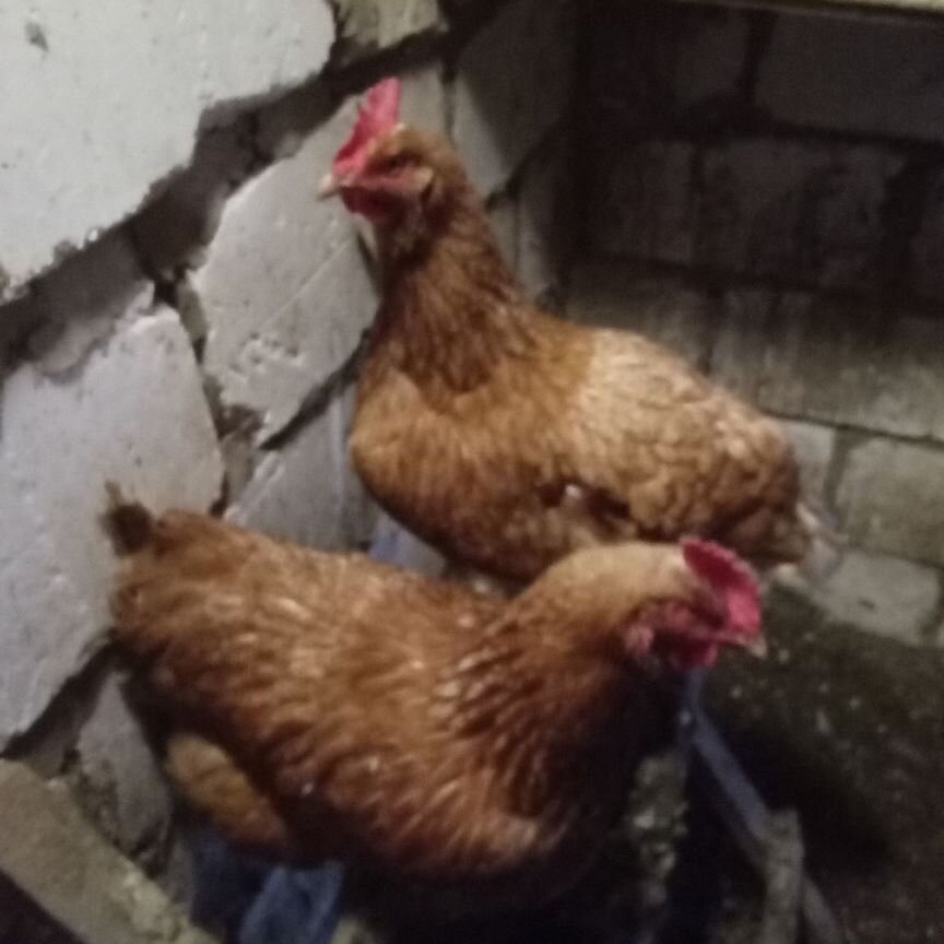 Куры несушки