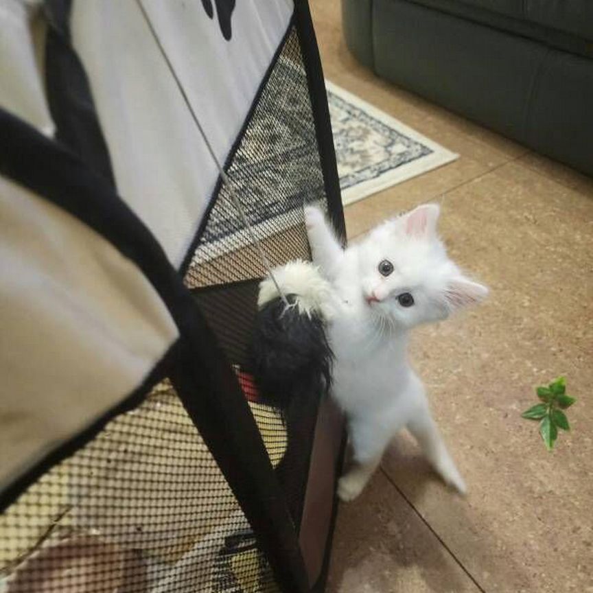 Котята турецкая ангора