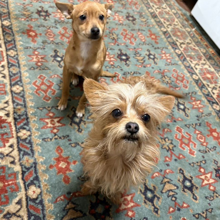 Русский той-терьер, щенок