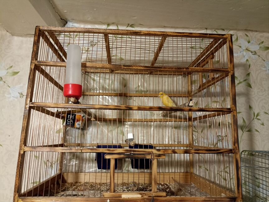 Канарейка с клеткой