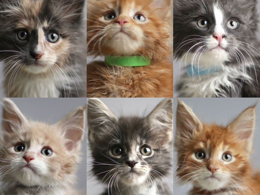 Мейн-кун котята с документами клубные