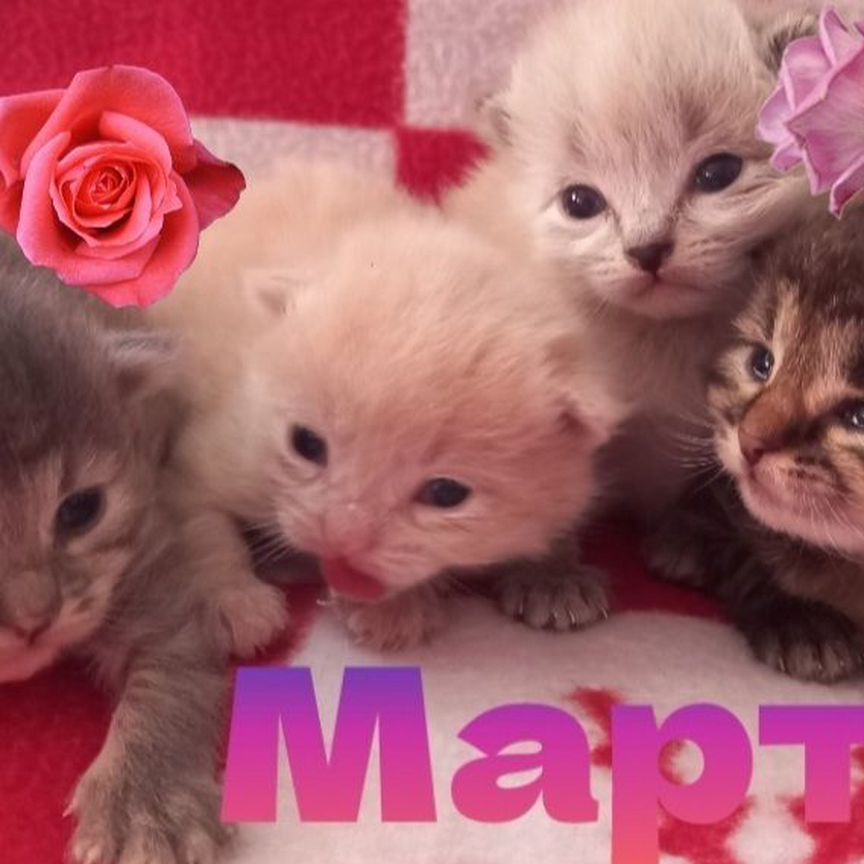 Малыши ищут свой дом
