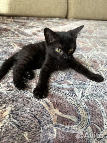 Котенок