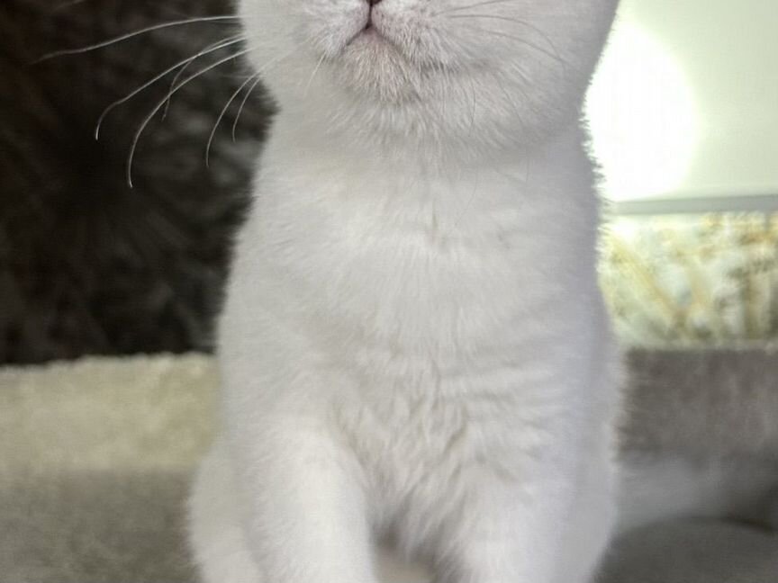 Британские котята серебристая шиншилла