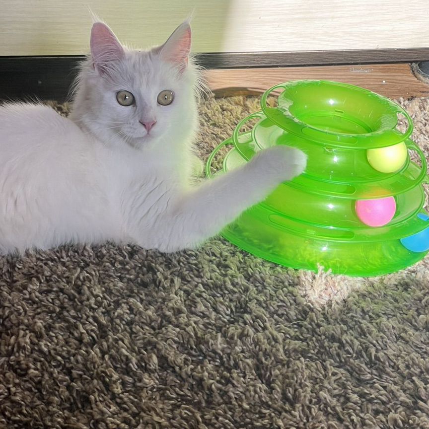 Мейн-кун, взрослая кошка