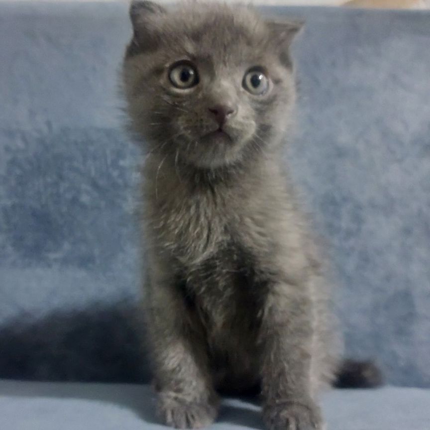 Шотландский вислоухий короткошёрстный котёнок