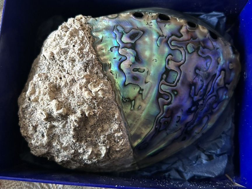 Раковина морского ушка Новозеландия