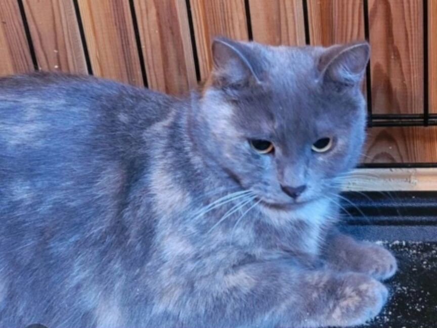 Молодая стерилизованная кошечка