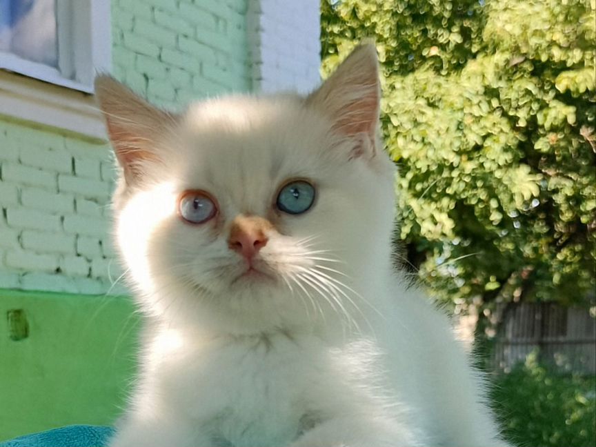 Шоколадная золотая шиншилла поинт мальчик