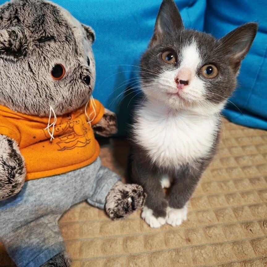 Котёнок в добрые руки