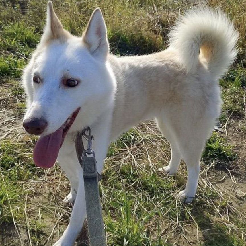 Взрослая собака в добрые руки