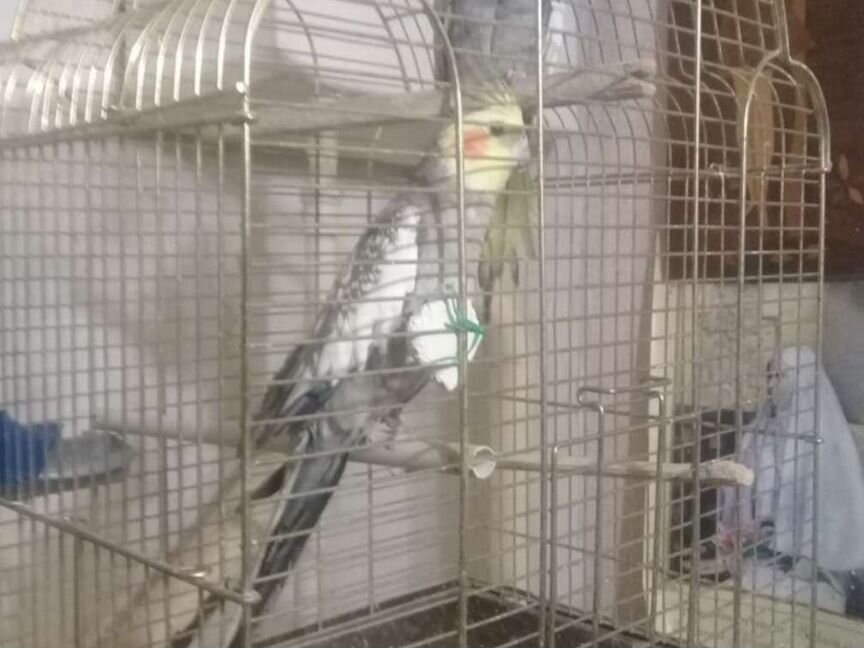 Попугай Корелла-Нимфа