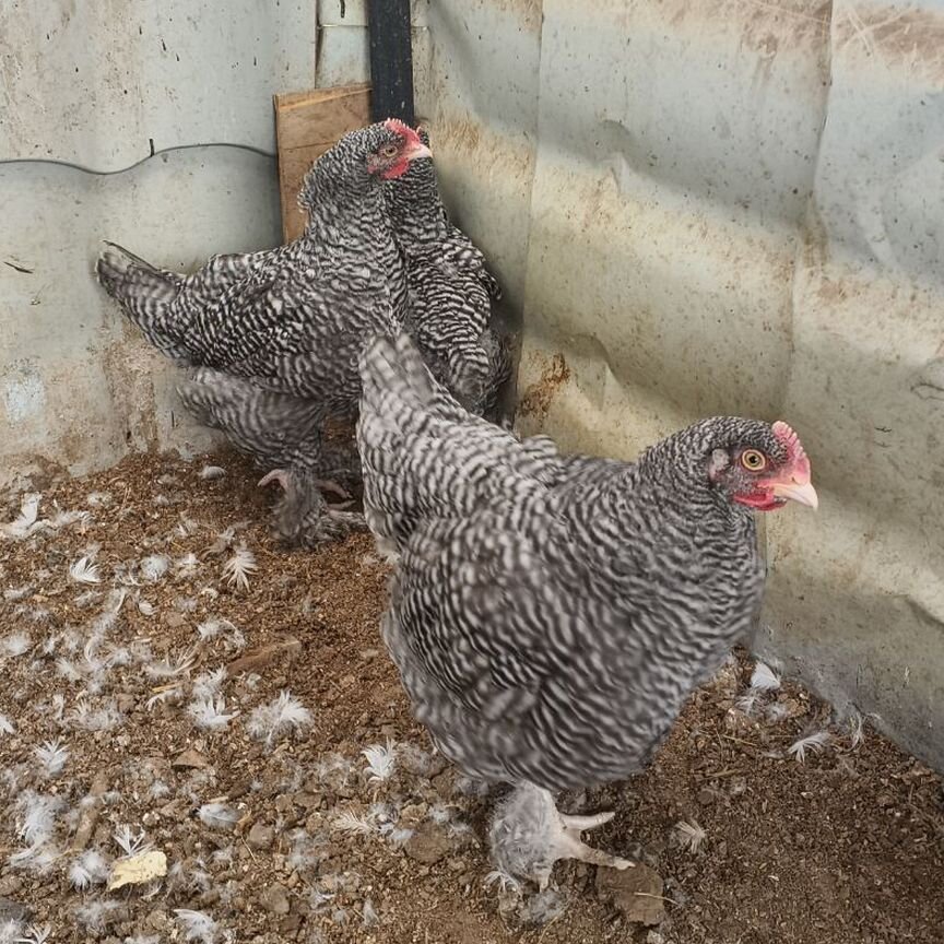 Мехеленская кукушка петухи