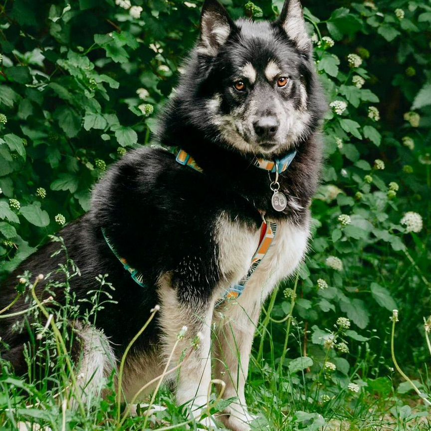 Взрослый пёс в добрые руки