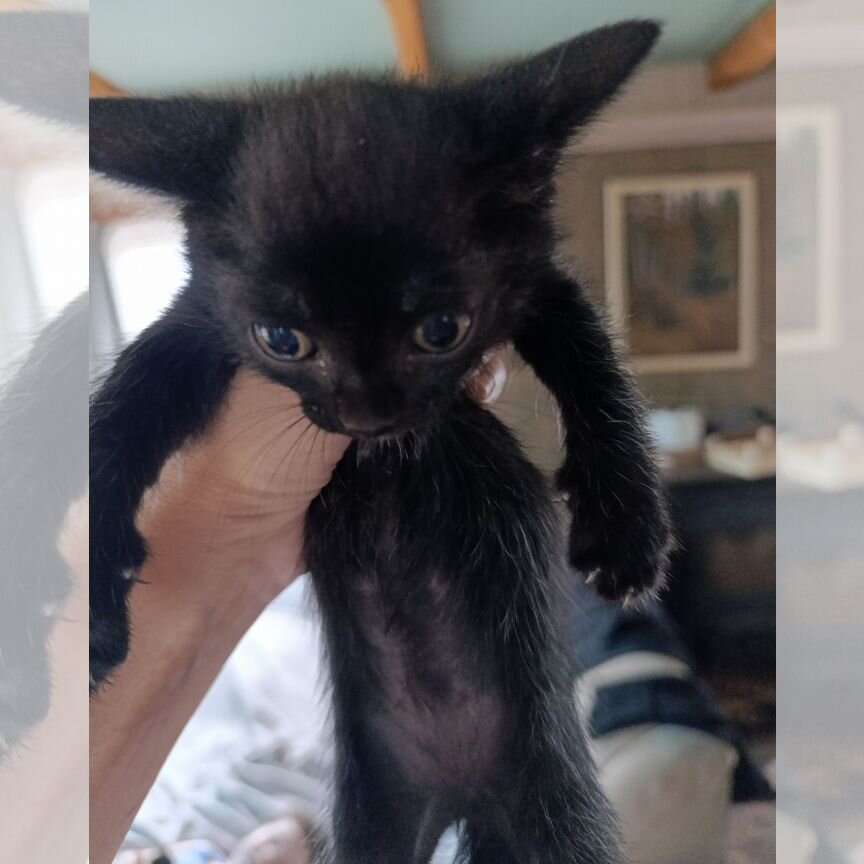 Котёнок в добрые руки