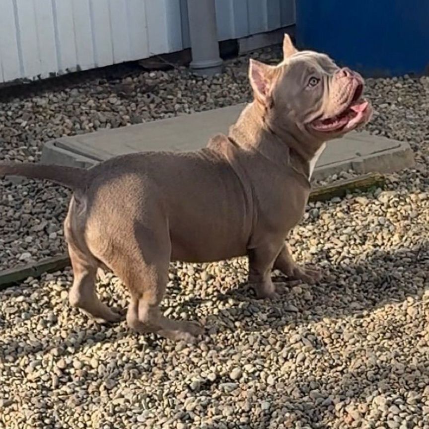 Американский булли, щенок