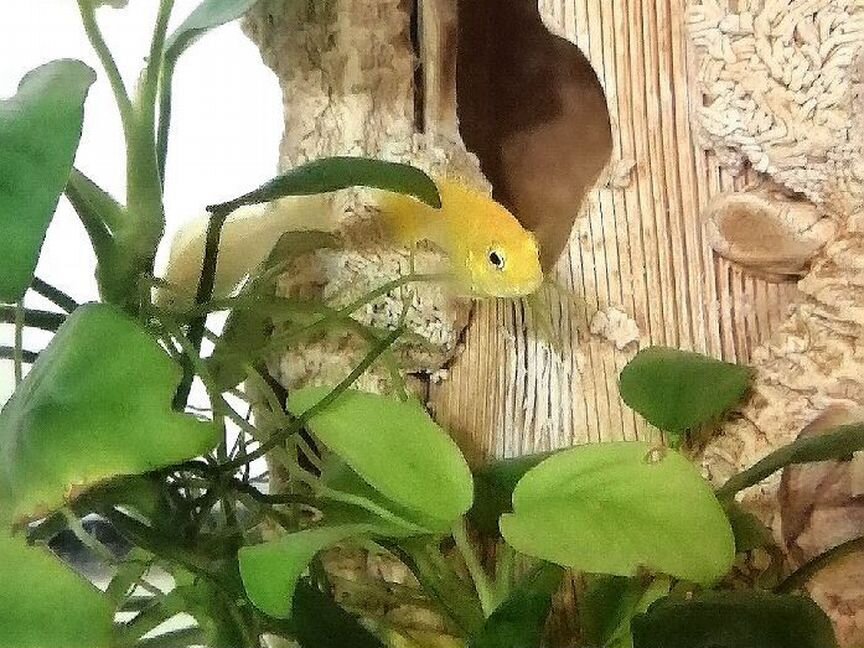 Лабидохромис Еллоу