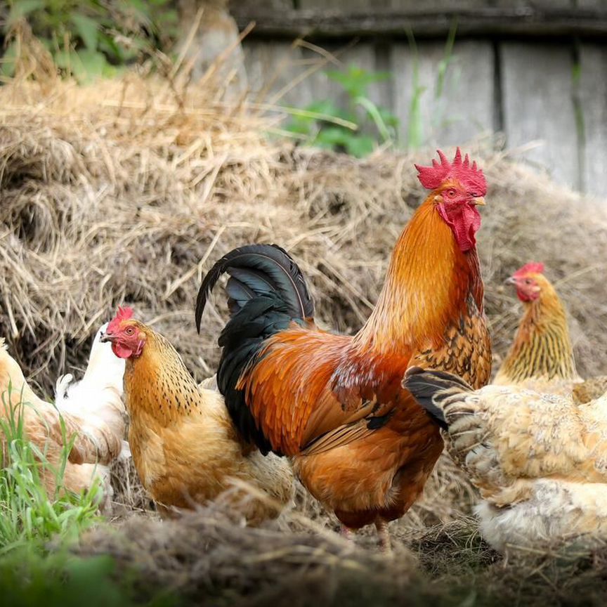 Куры несушки домашние, петушки