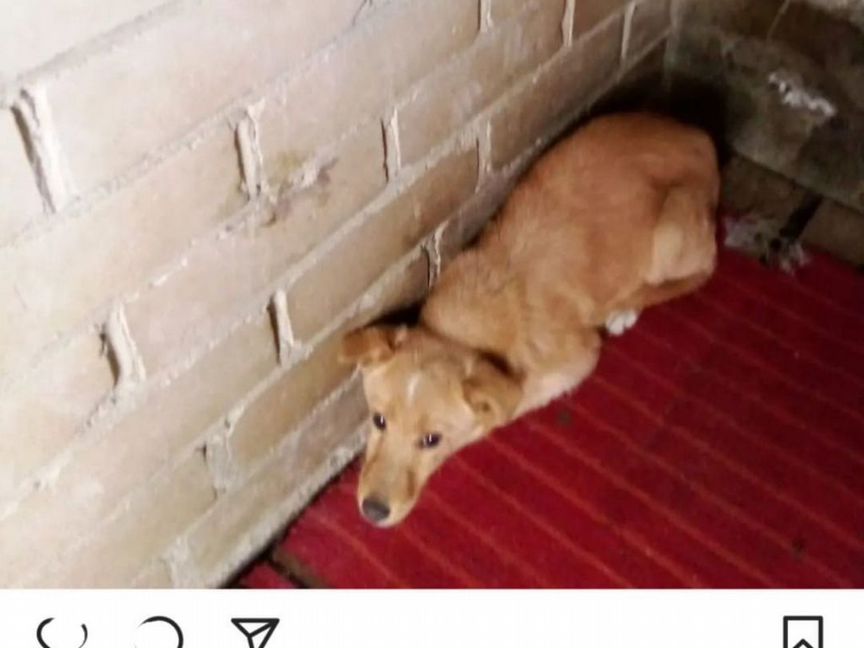 Пес ищет новых хозяев