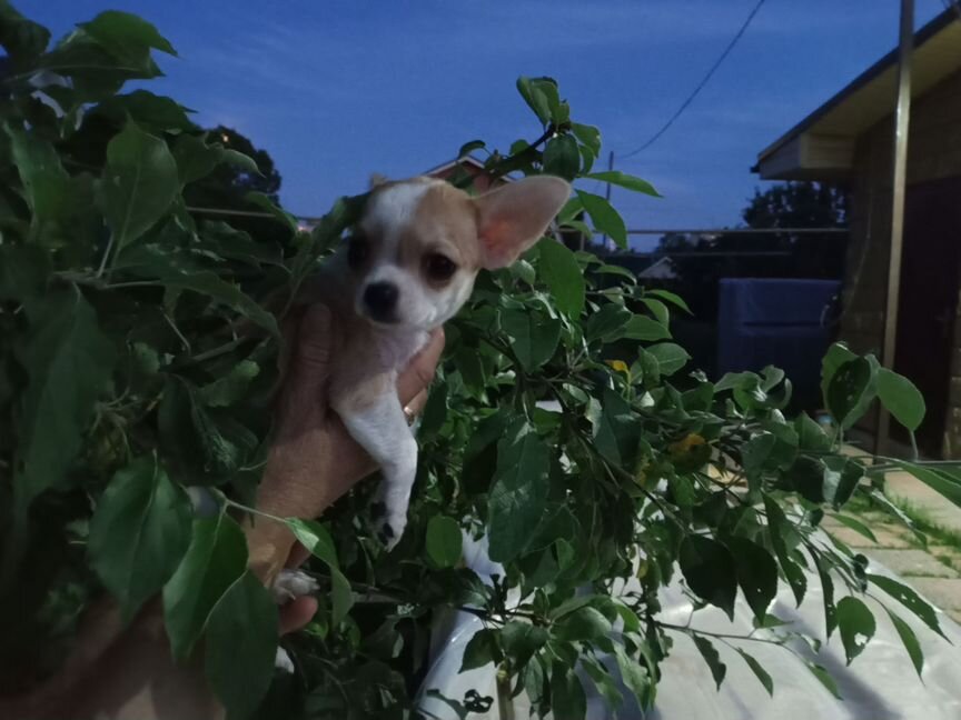 Щенки чихуахуа мини