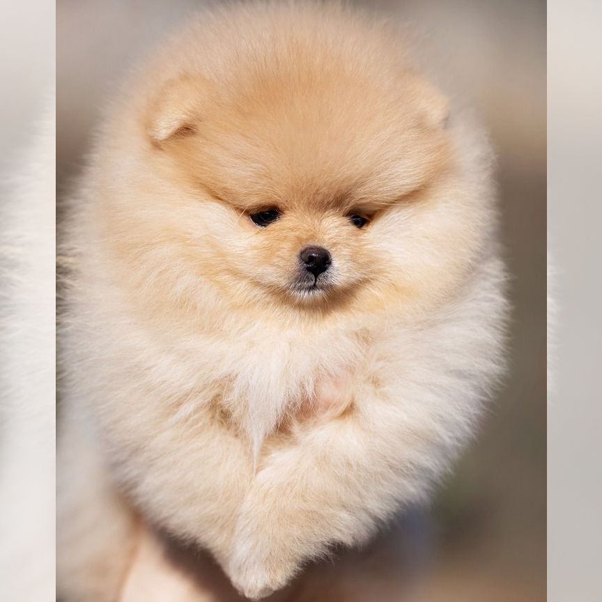 Померанский шпиц, щенок