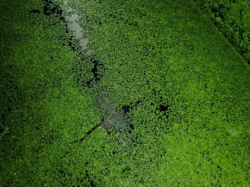 Пистия, ряска