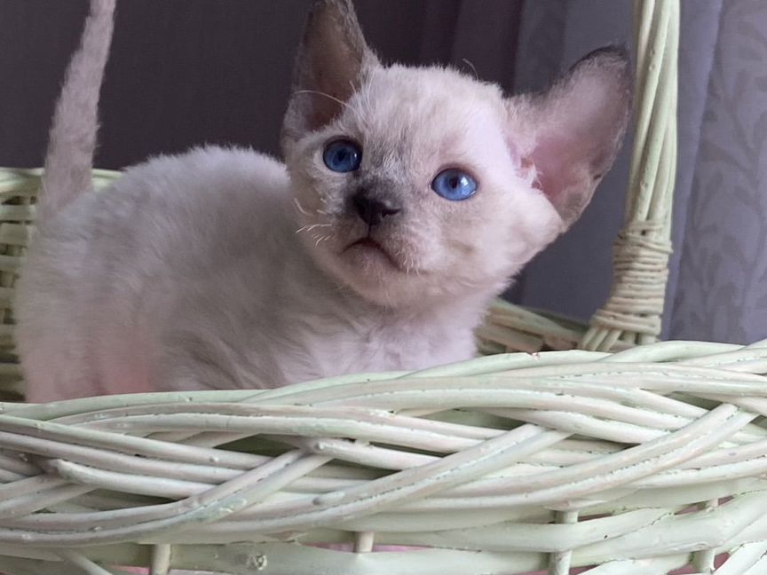 Девон рекс девочка