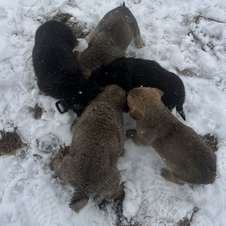 Щенок в добрые руки