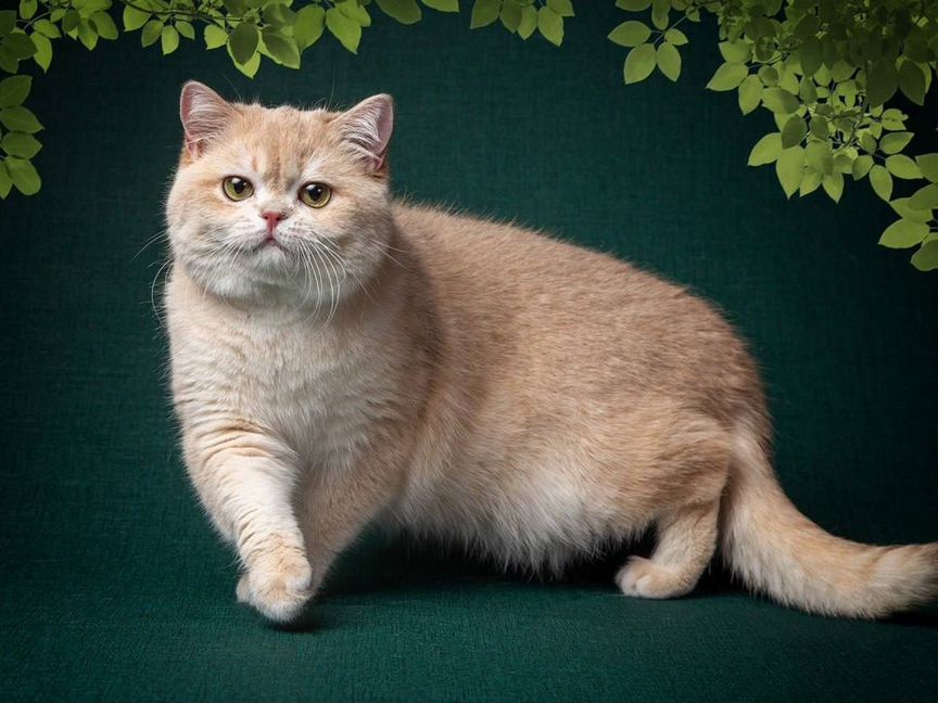 Британский котик (голубая шиншилла)