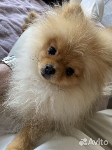 Щенки шпица мини